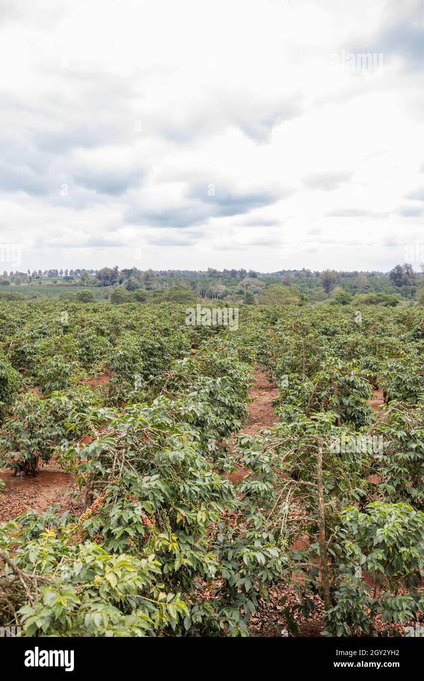 Coffee Beans Tree Farm in Ruiru Kiambu County Kenya Stock Photo - Alamy