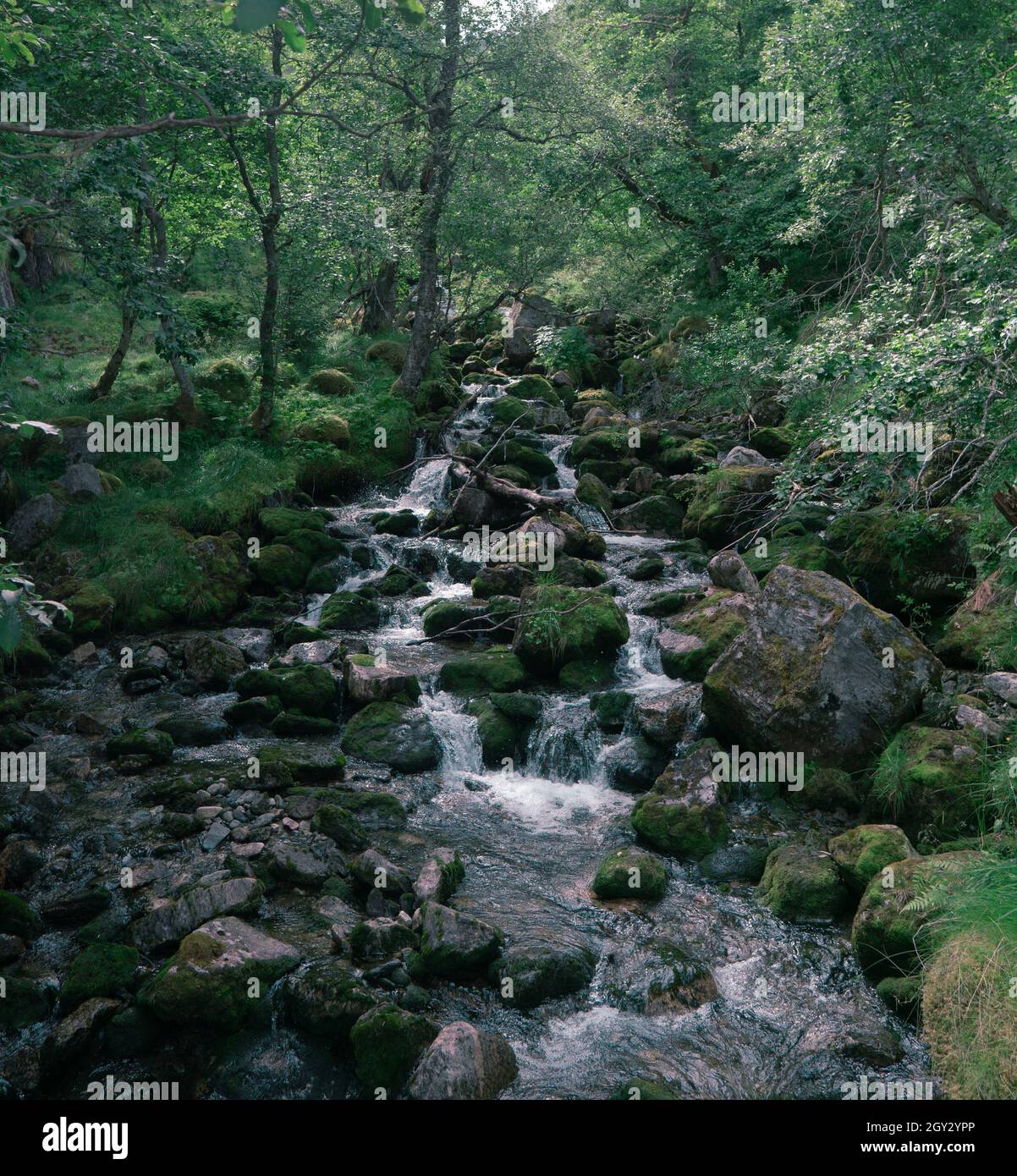 Moody Forrest Stream Stock Photo - Alamy