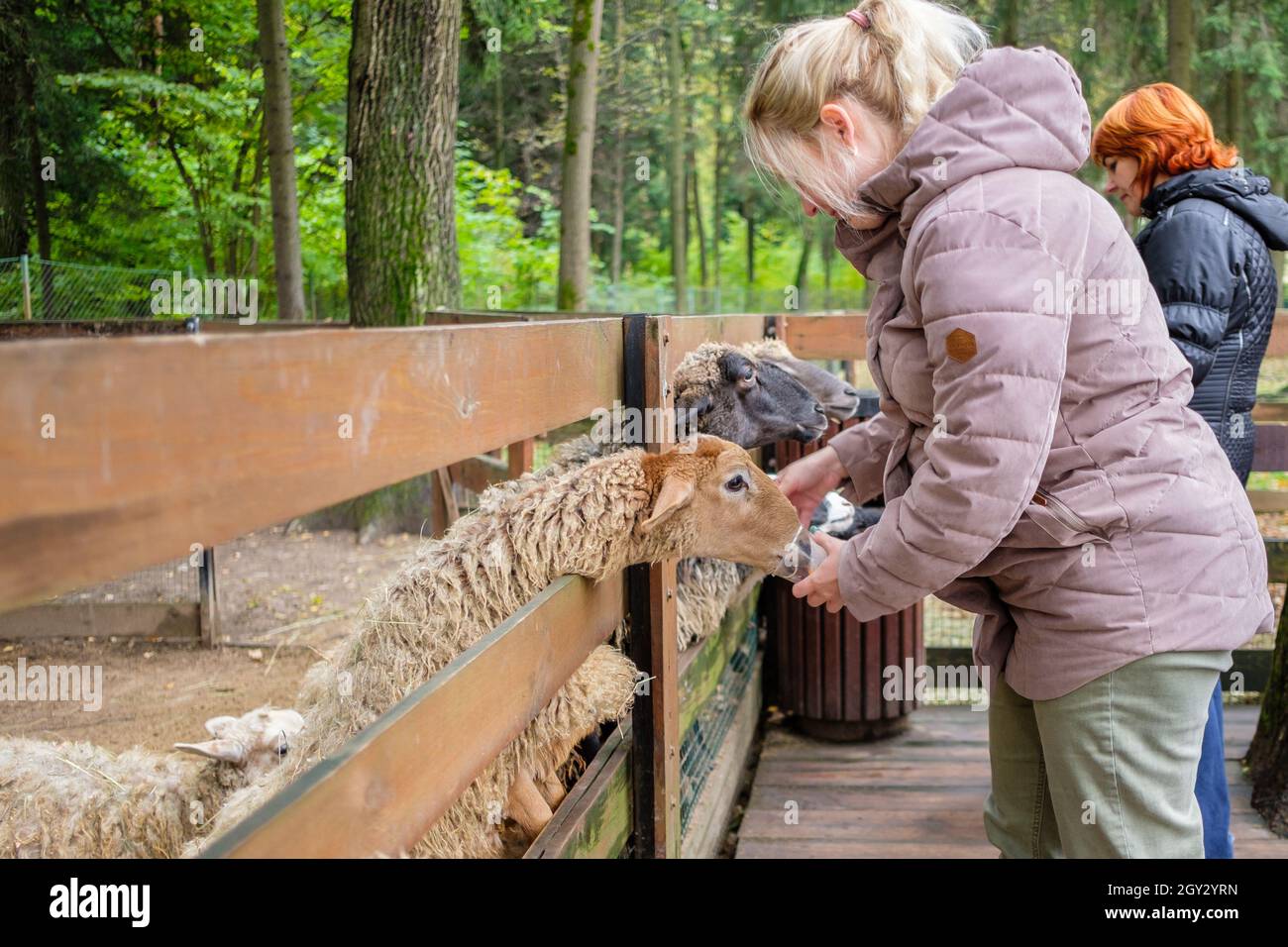 Moscow. Russia. September 25, 2021. Visitors to the petting zoo feed ...