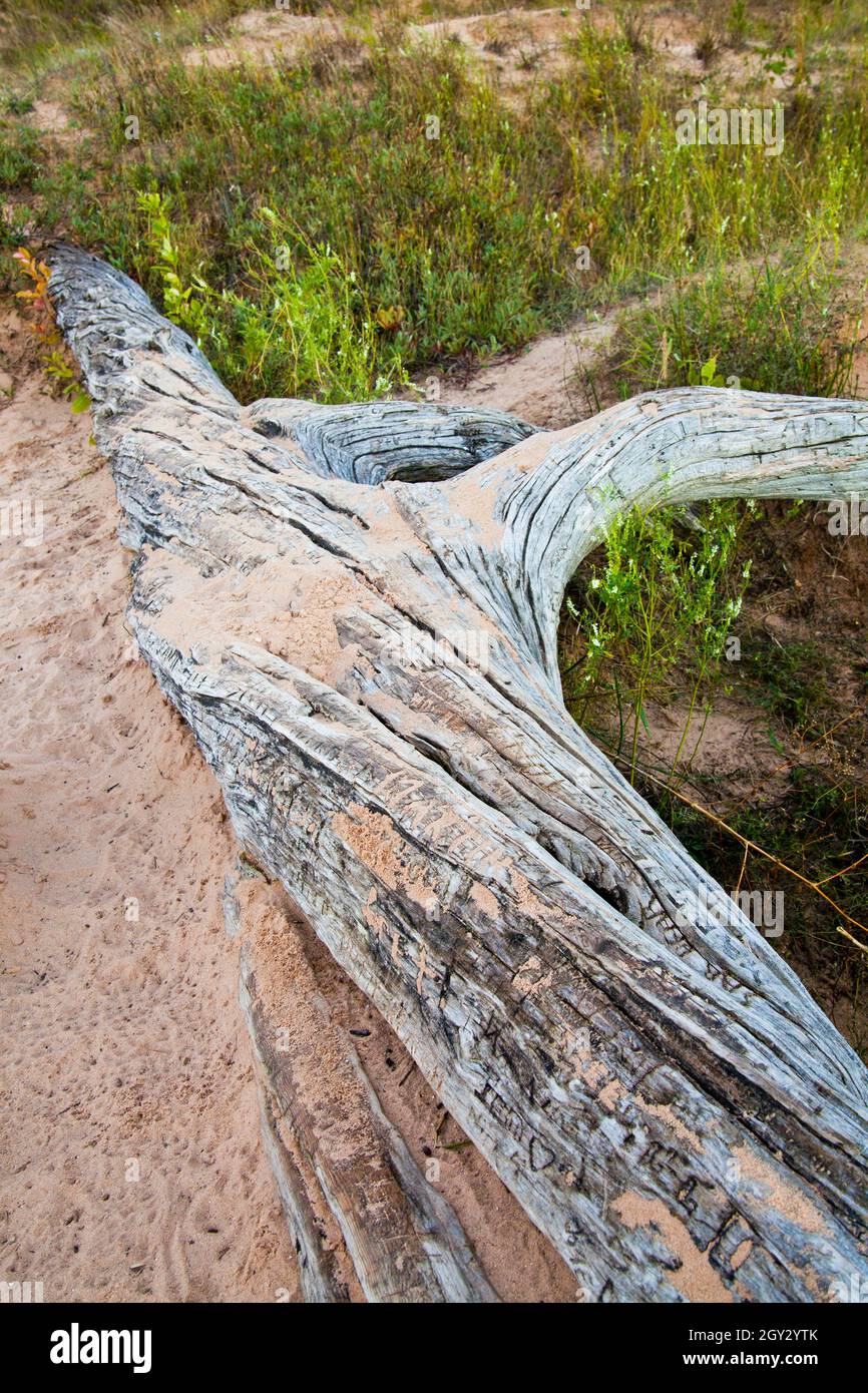 Old gray sand-covered log fallen on the dune with scrub and grass ...
