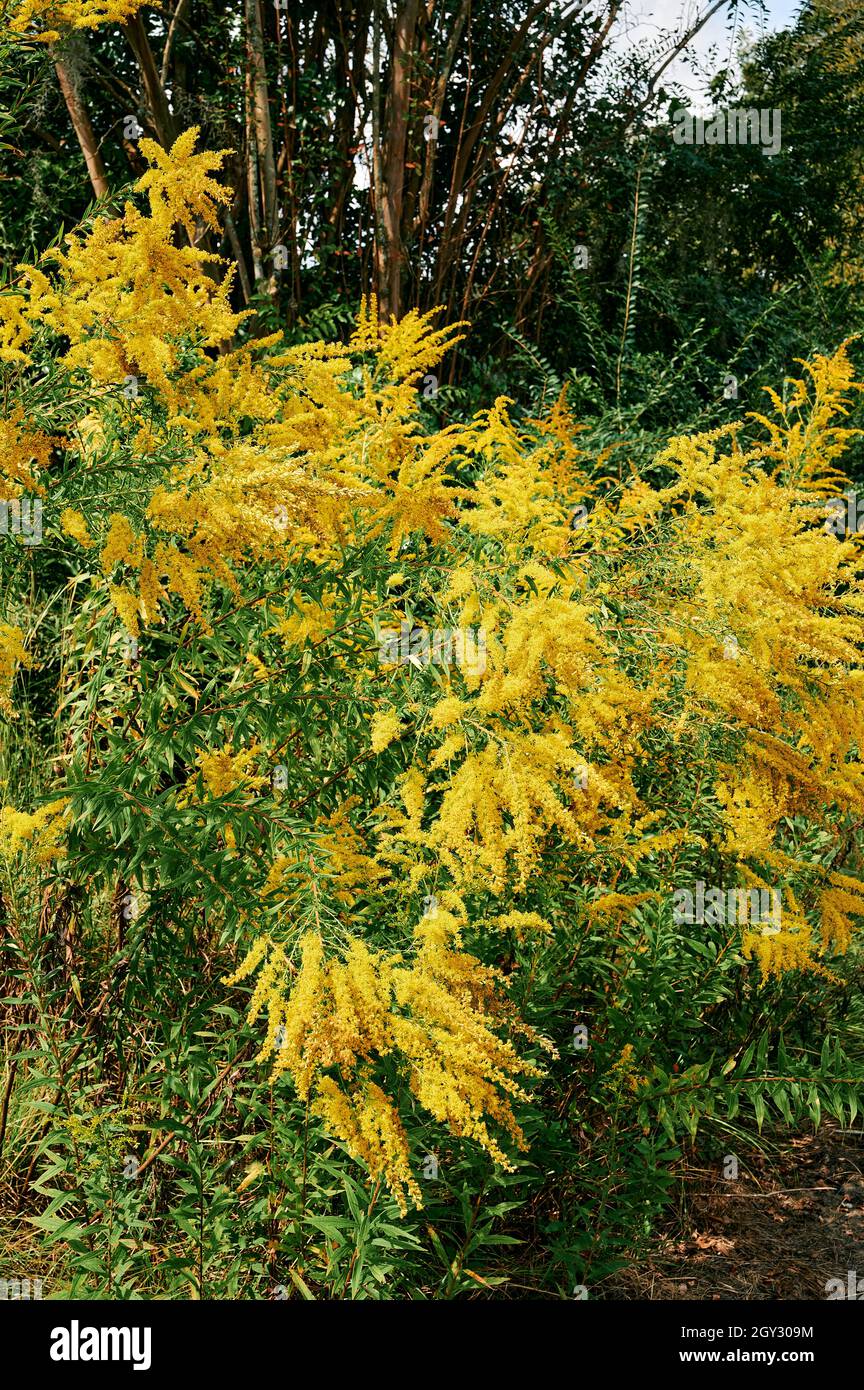 Ambrosia artemisiifolia or common ragweed plant growing and blooming in ...