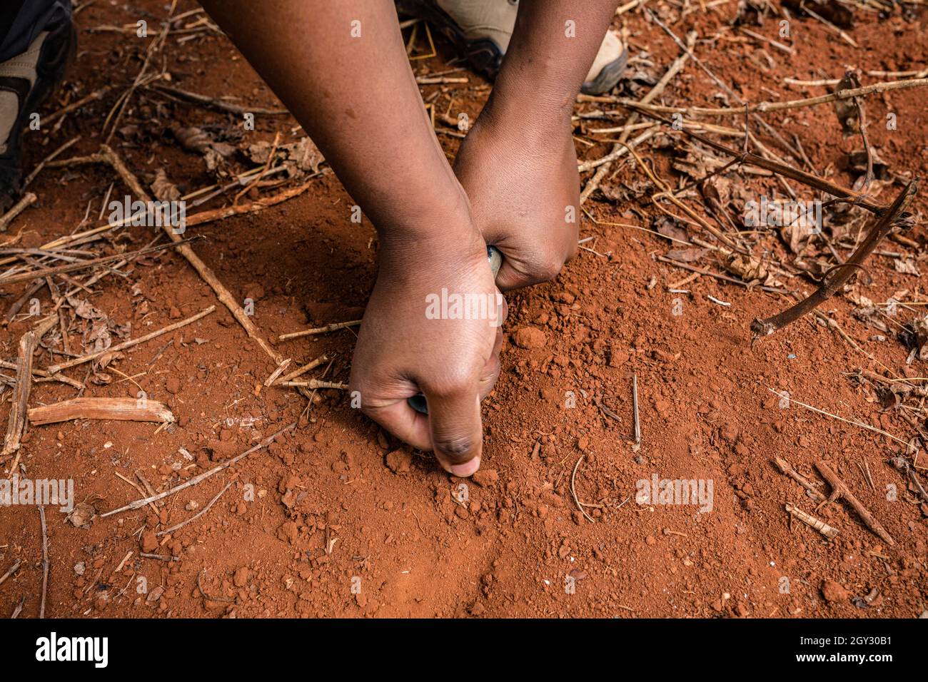 Coffee Beans Tree Farm in Ruiru Kiambu County Kenya Stock Photo - Alamy