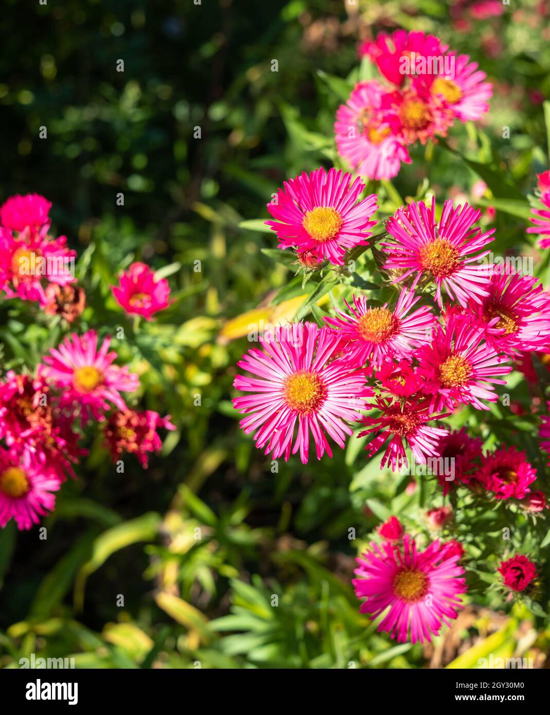 Bright pink aster flowers, photographed in autumn in the St John's ...