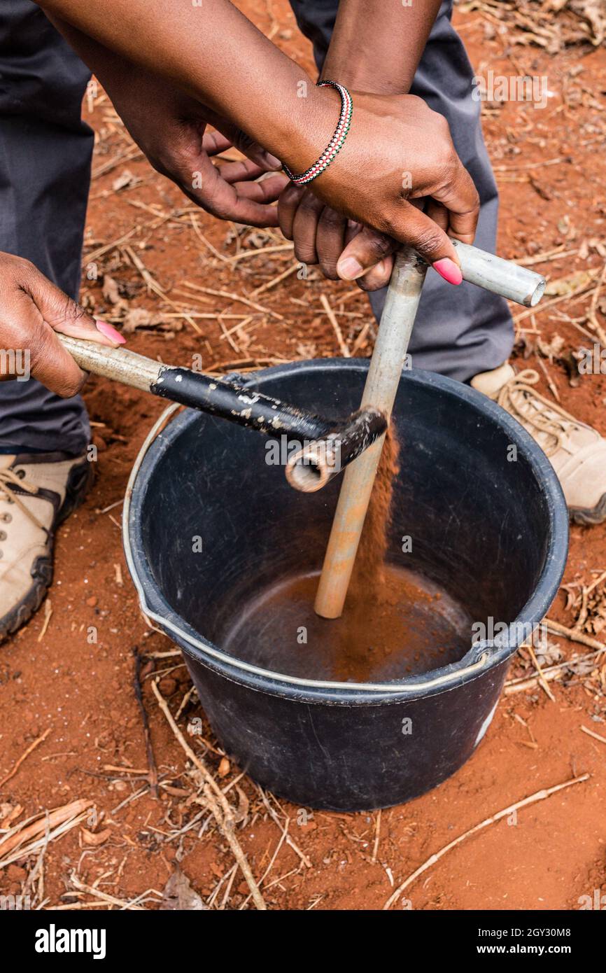 Coffee Beans Tree Farm in Ruiru Kiambu County Kenya Stock Photo - Alamy