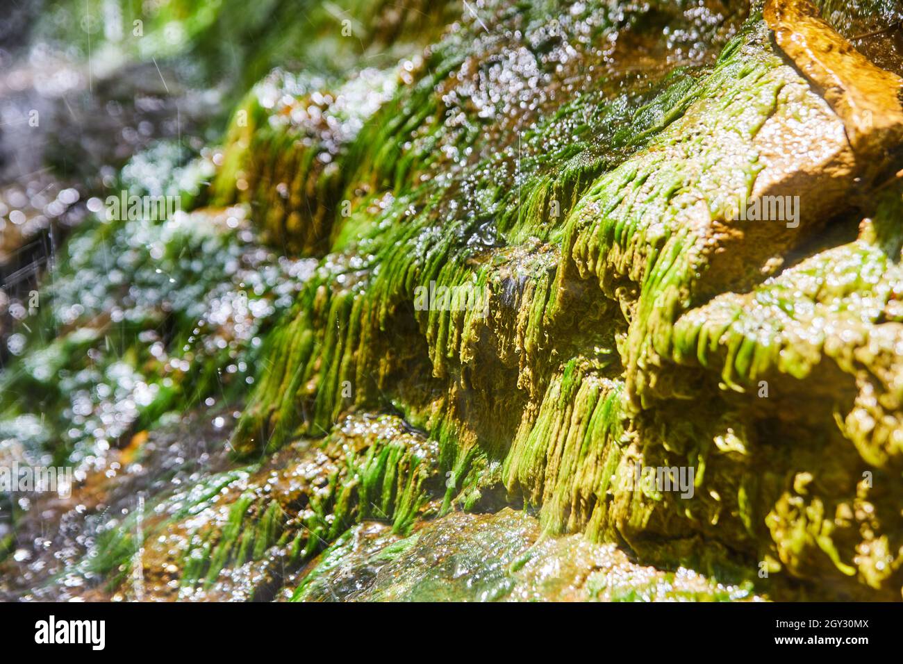 Moss park hi-res stock photography and images - Alamy