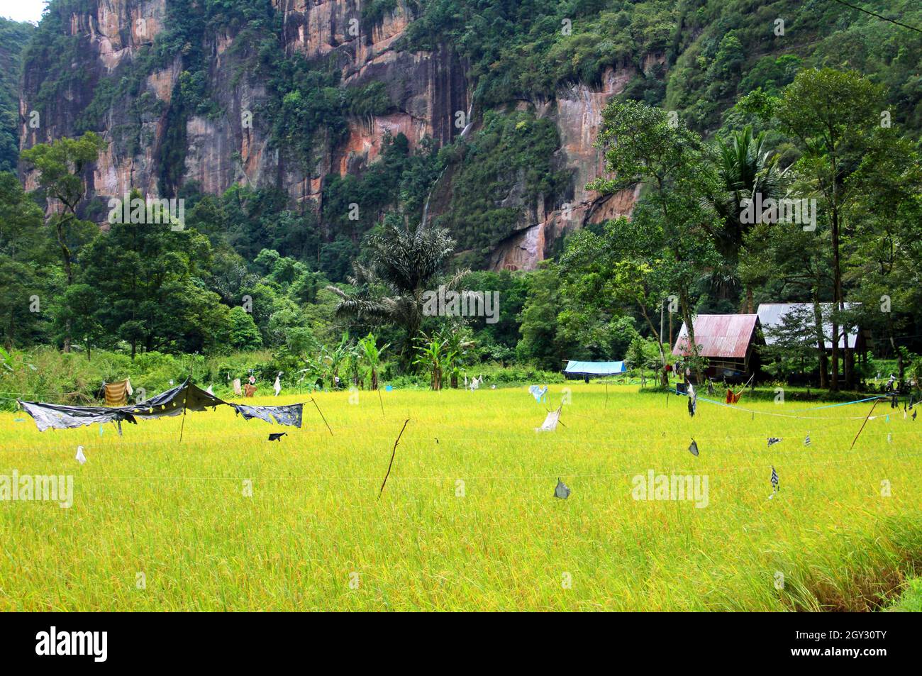 Rice paddy fields with small buildings, trees and a cliff face in the ...