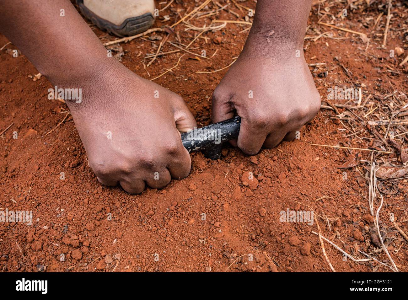 Coffee Beans Tree Farm in Ruiru Kiambu County Kenya Stock Photo - Alamy