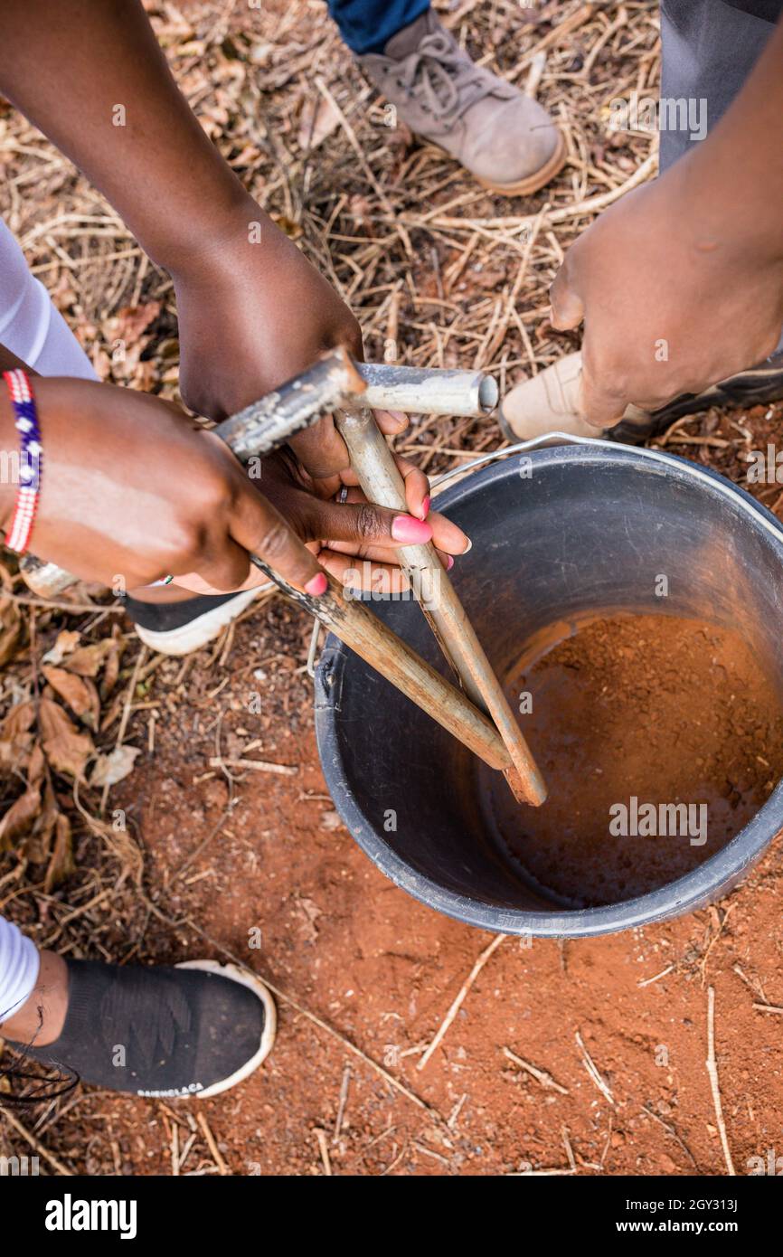 Coffee Beans Tree Farm in Ruiru Kiambu County Kenya Stock Photo - Alamy