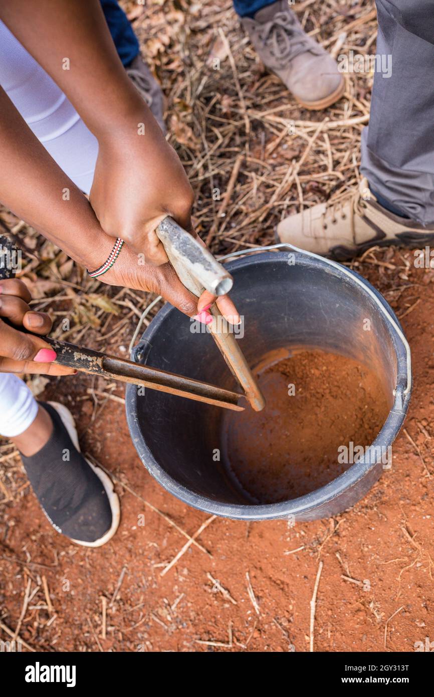 Coffee Beans Tree Farm in Ruiru Kiambu County Kenya Stock Photo - Alamy