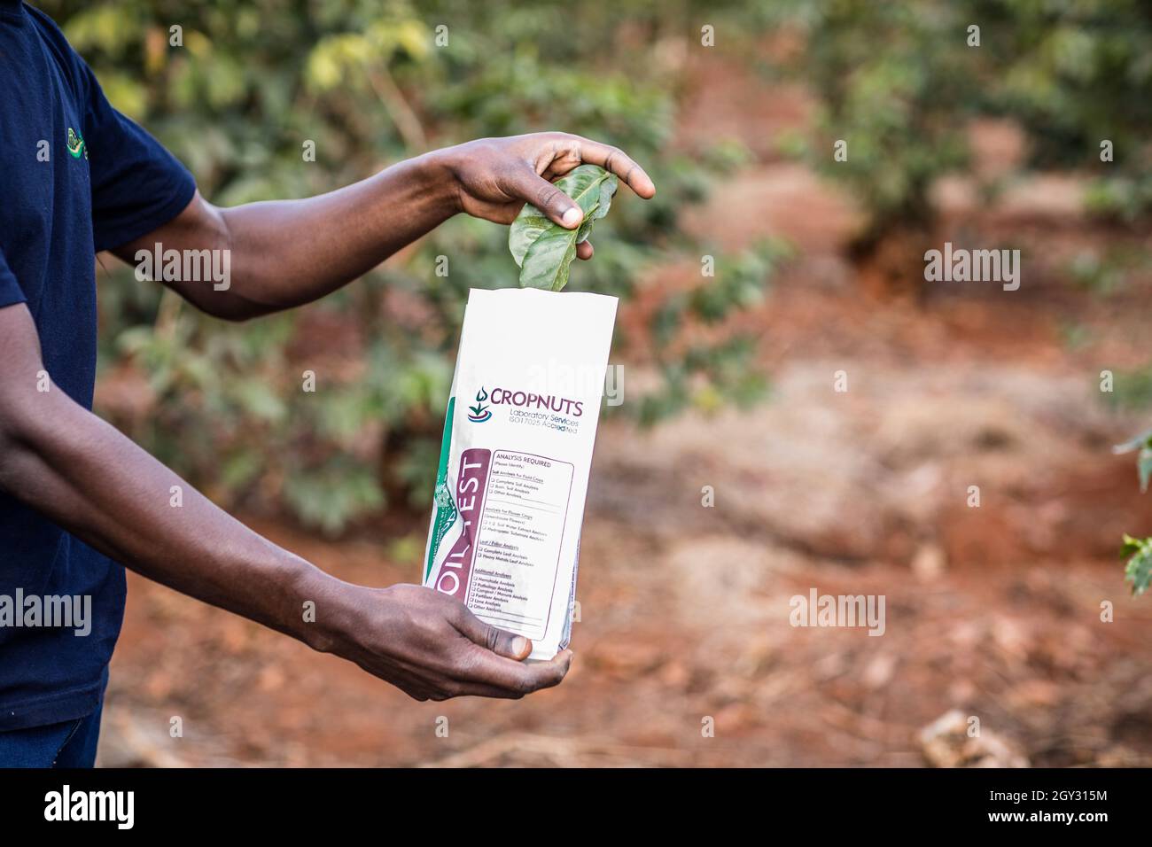 Coffee Beans Tree Farm in Ruiru Kiambu County Kenya Stock Photo - Alamy