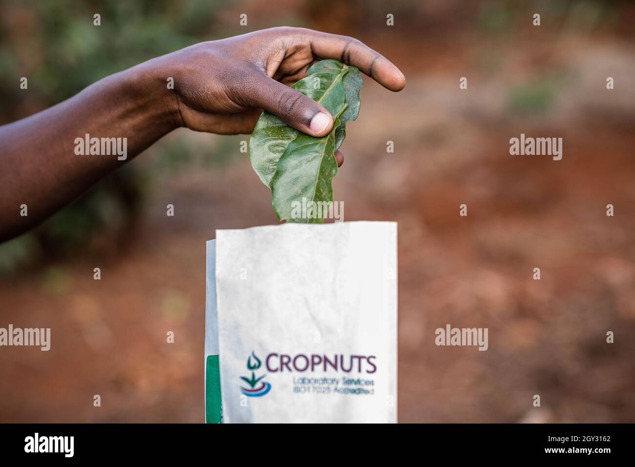 Coffee Beans Tree Farm in Ruiru Kiambu County Kenya Stock Photo - Alamy