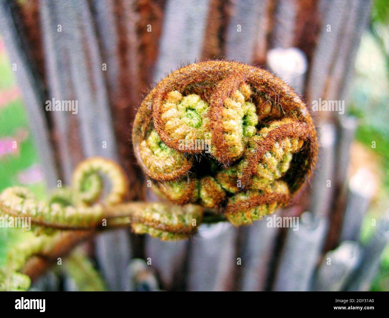 Maori koru hi-res stock photography and images - Alamy