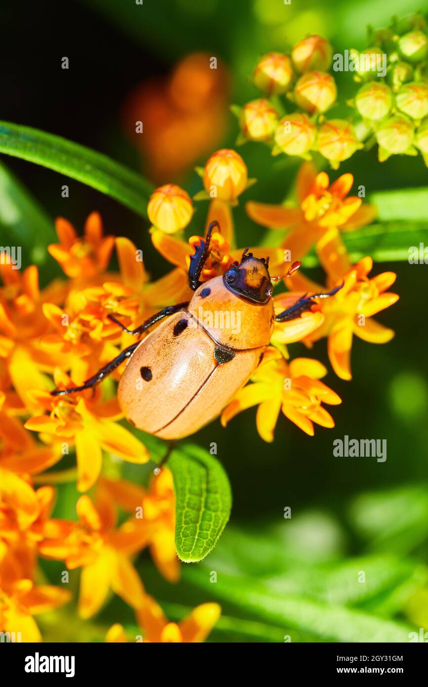 Orange beetle with black spots on orange flowers Stock Photo - Alamy