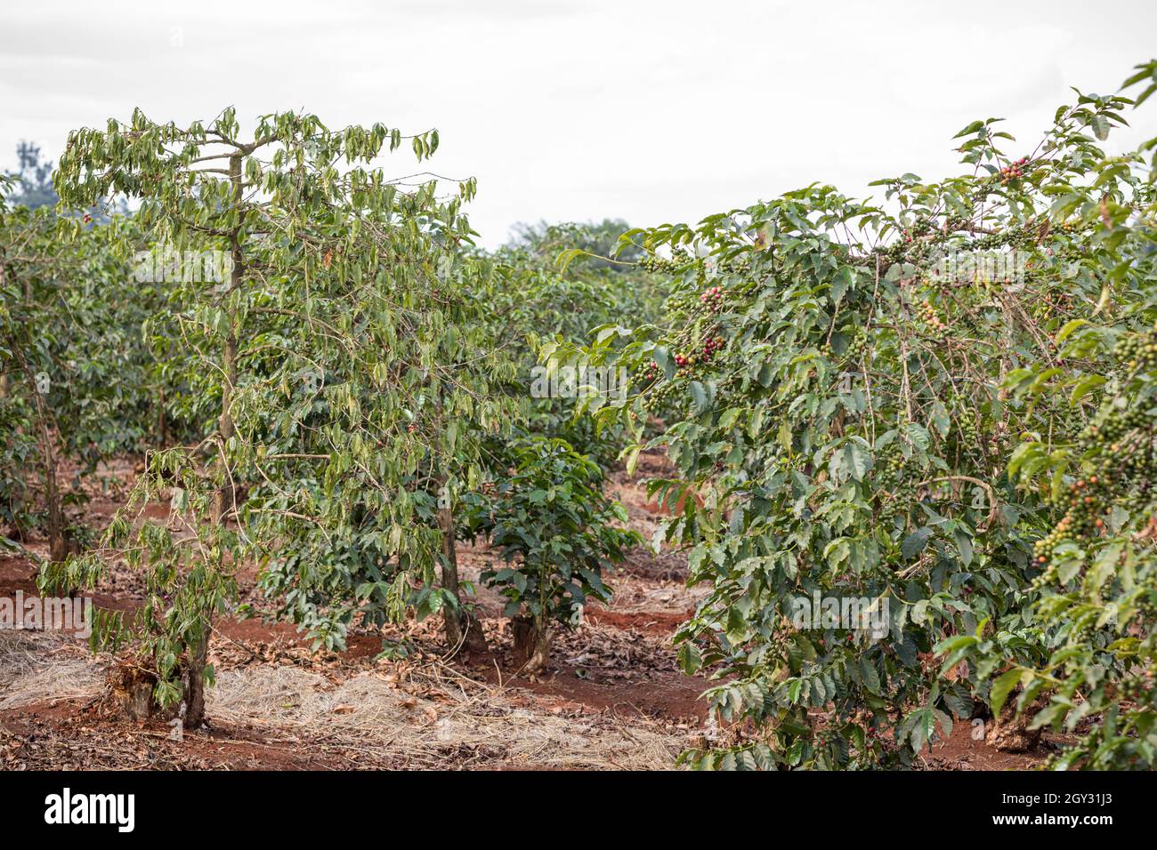 Coffee Beans Tree Farm in Ruiru Kiambu County Kenya Stock Photo - Alamy