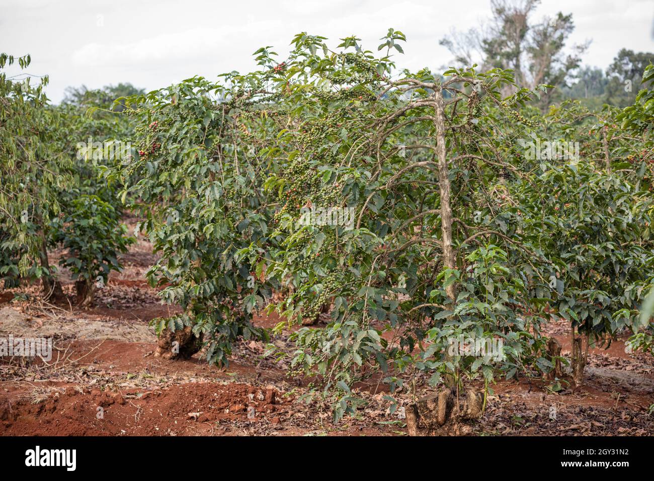 Coffee Beans Tree Farm in Ruiru Kiambu County Kenya Stock Photo - Alamy