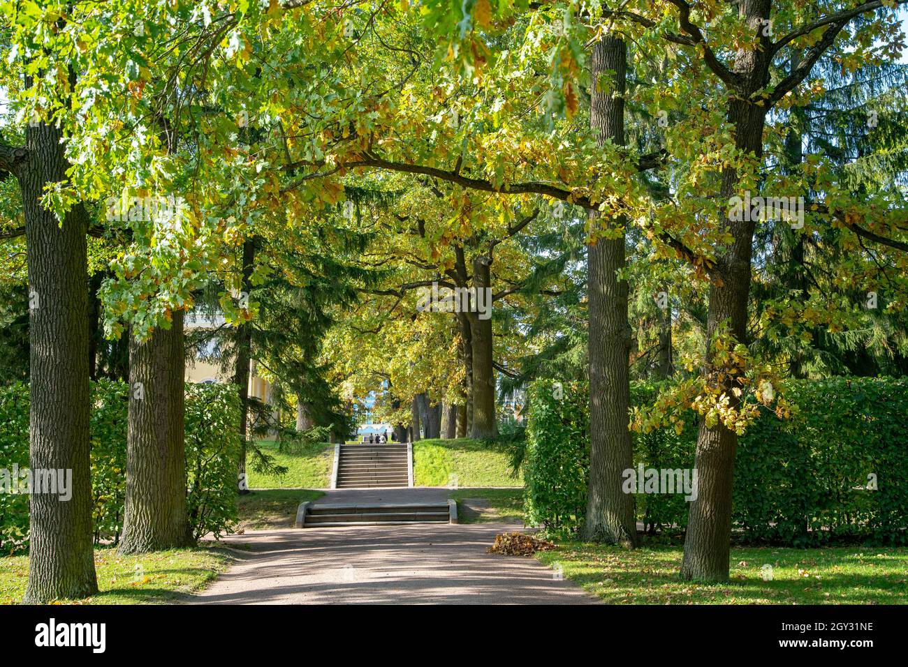 Interweaving of branches hi-res stock photography and images - Alamy