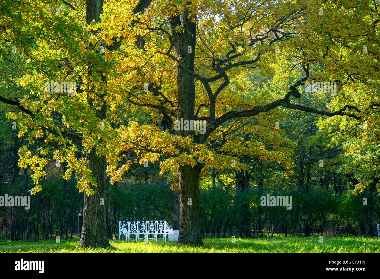 Interweaving of branches hi-res stock photography and images - Alamy