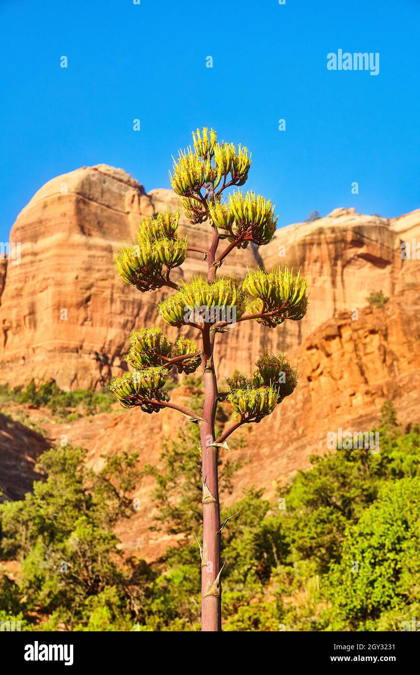 Scrubby desert tree with orange Bell Rock peak in the background Stock ...