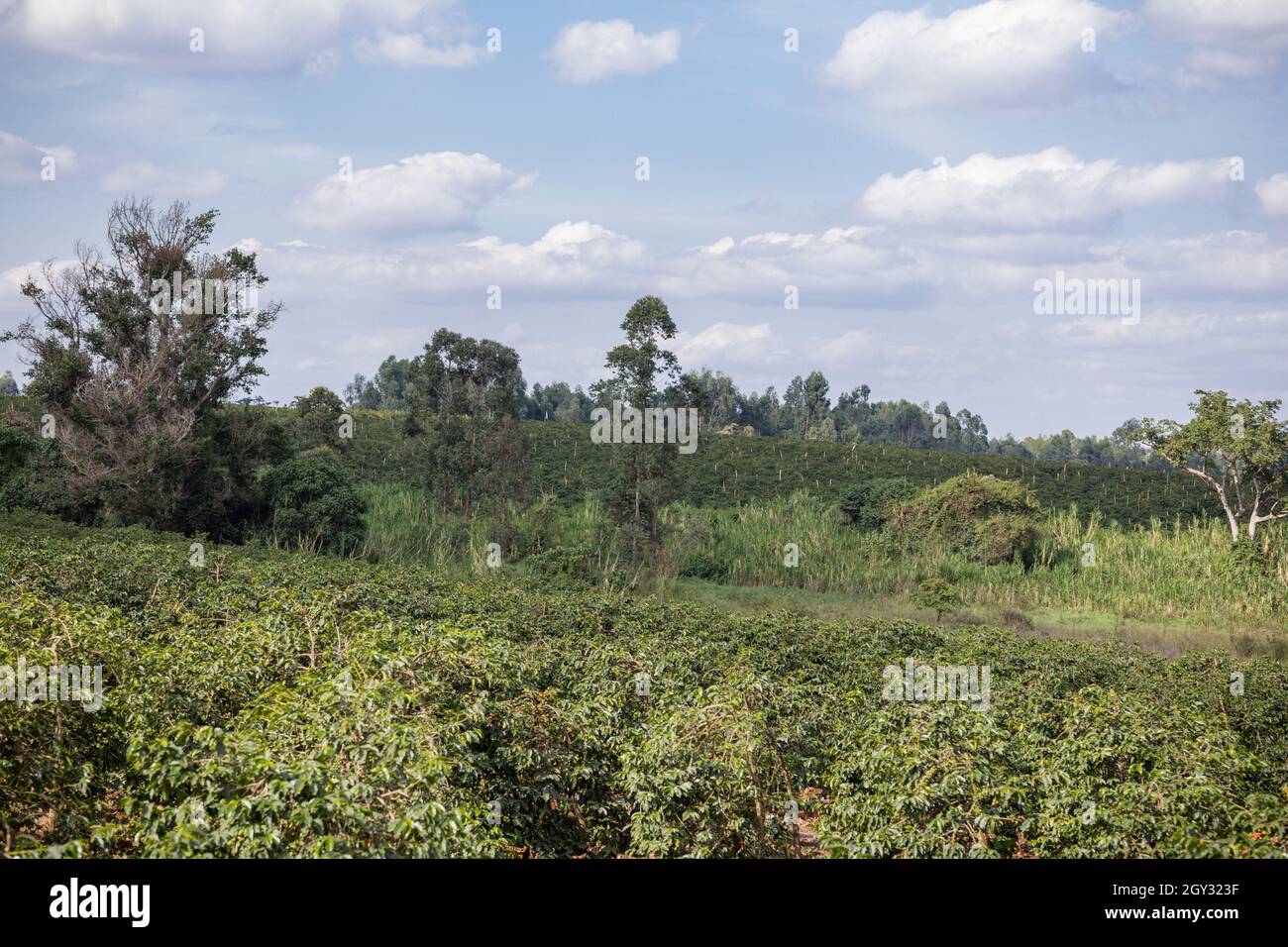 Coffee Beans Tree Farm in Ruiru, Kiambu County, Kenya, East Africa ...
