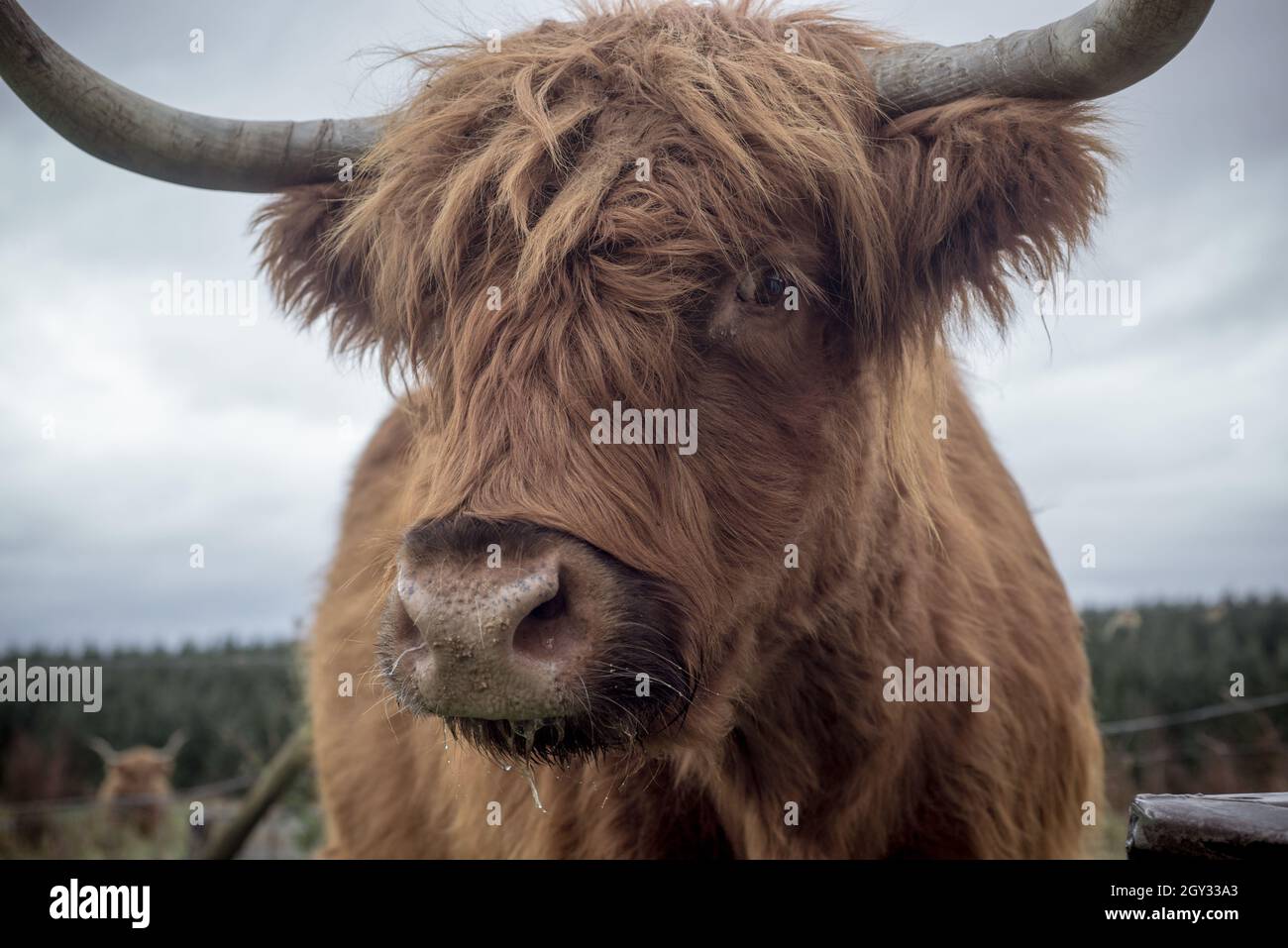 Living nature highland hi-res stock photography and images - Alamy