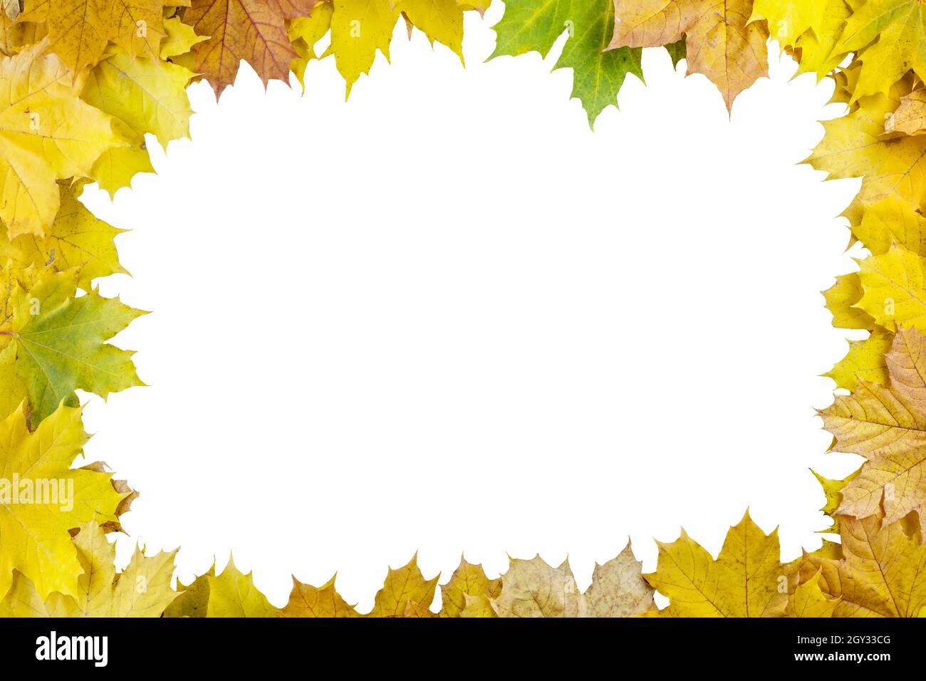 yellow autumn maple leaves rectangular frame isolated with white ...