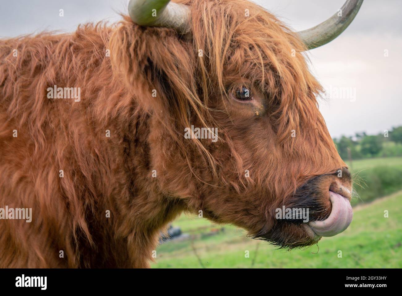 Living nature highland hi-res stock photography and images - Alamy