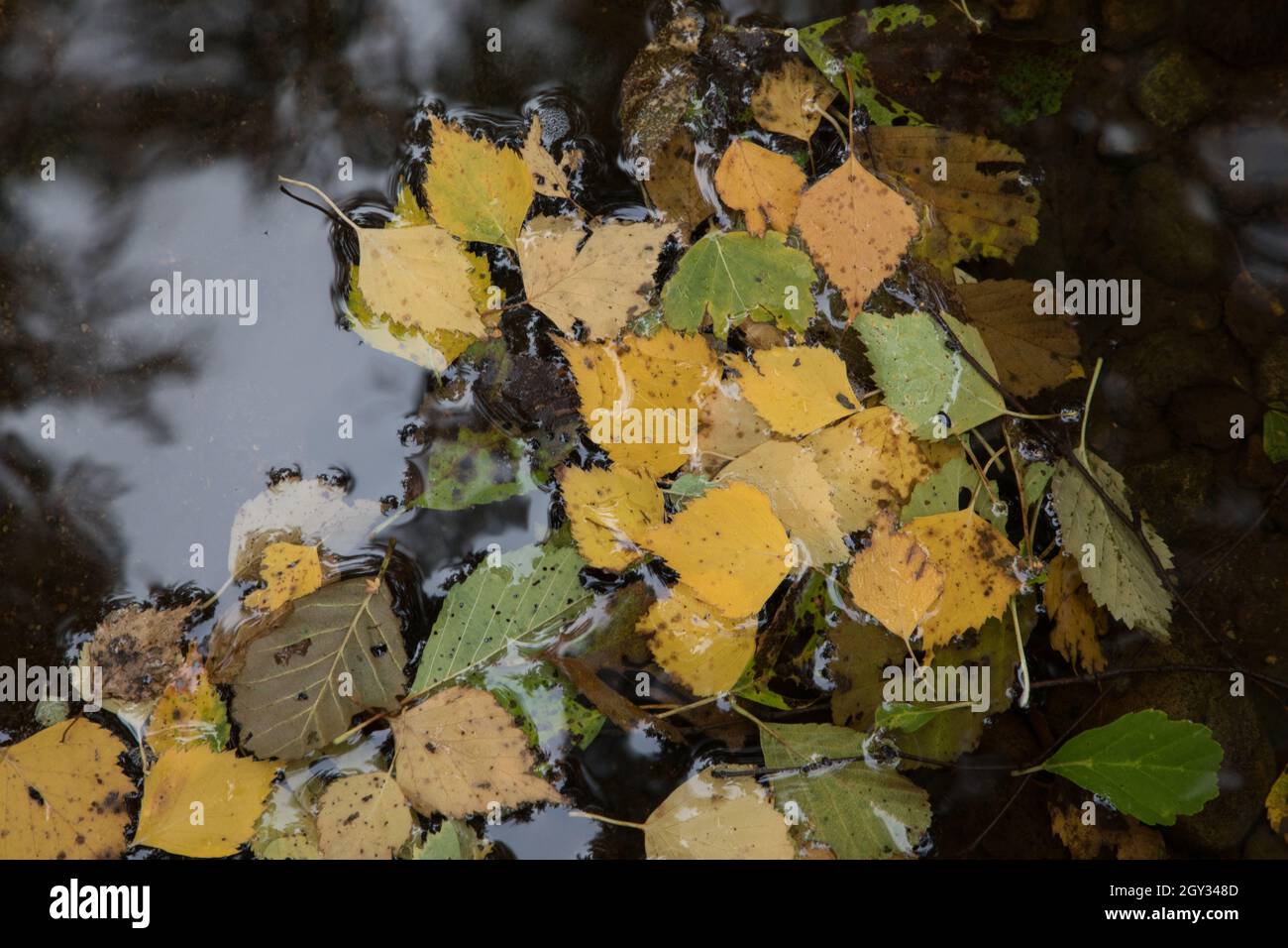 Top view of fallen beautiful colorful dry small fall leaves floating on the water surface in ...