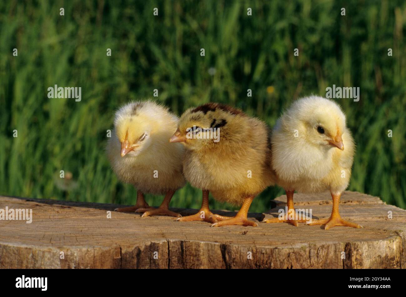 baby chickens on grass,italy Stock Photo - Alamy