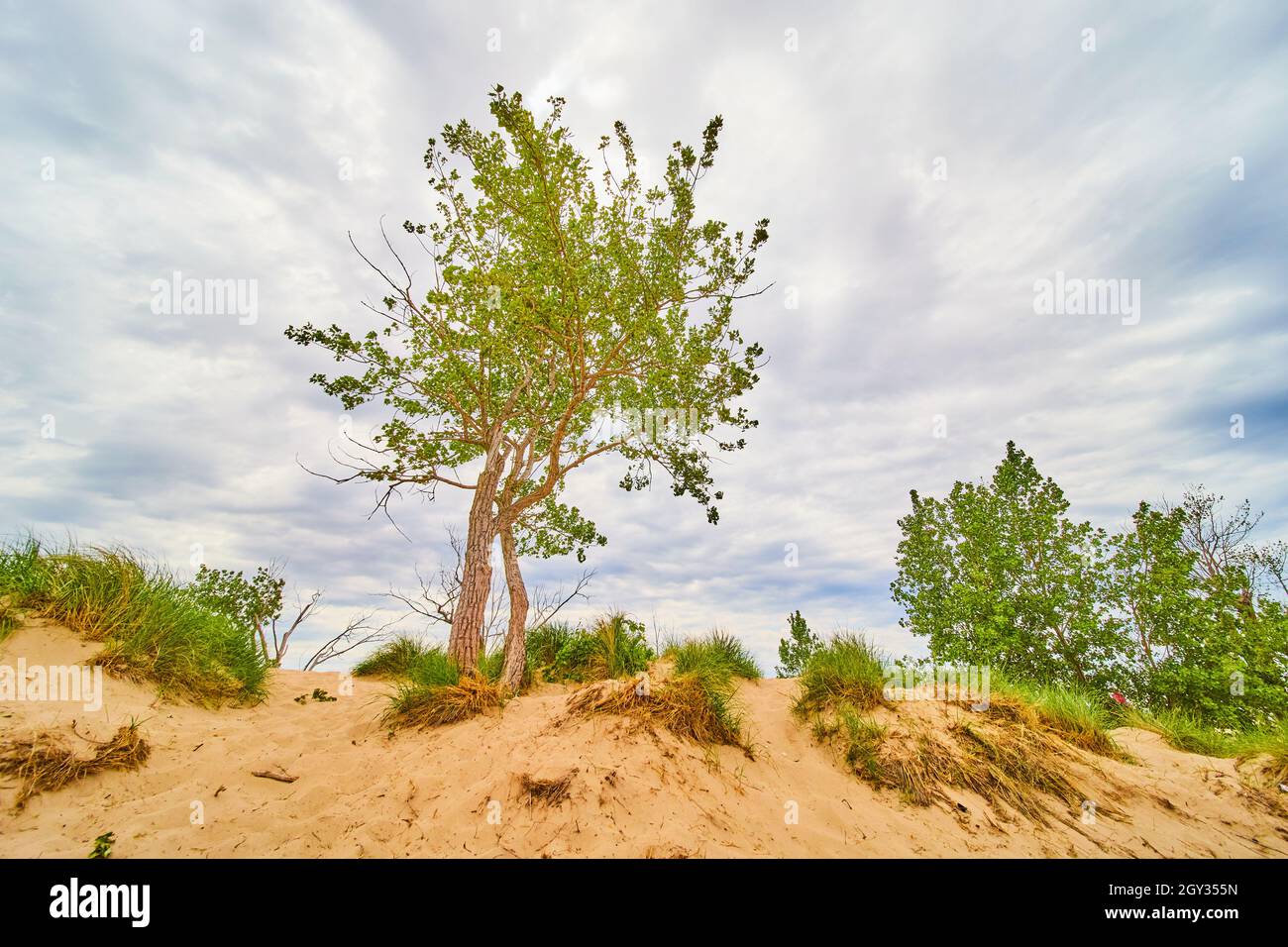 View at ground level of sand dunes with sand and large tree Stock Photo ...