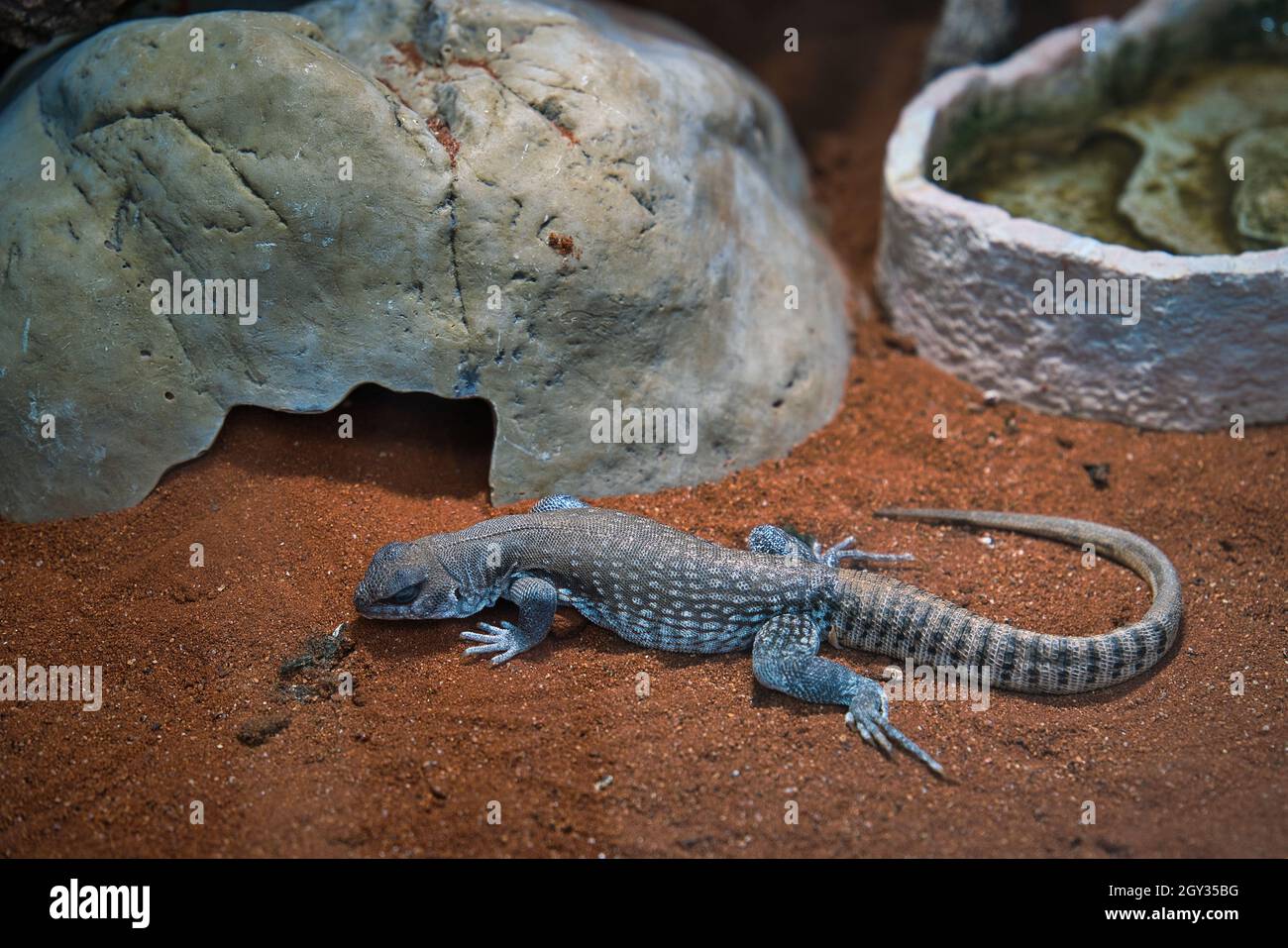 Striped monitor lizard hi-res stock photography and images - Alamy