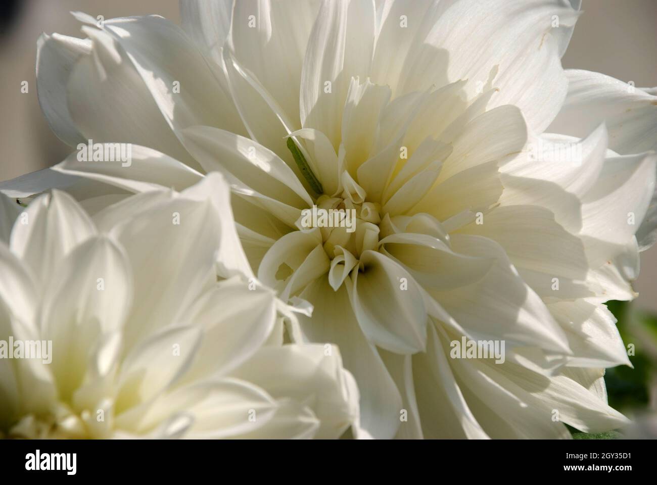 Closeup shot of a blooming pink lady liberty peony flower Stock Photo ...