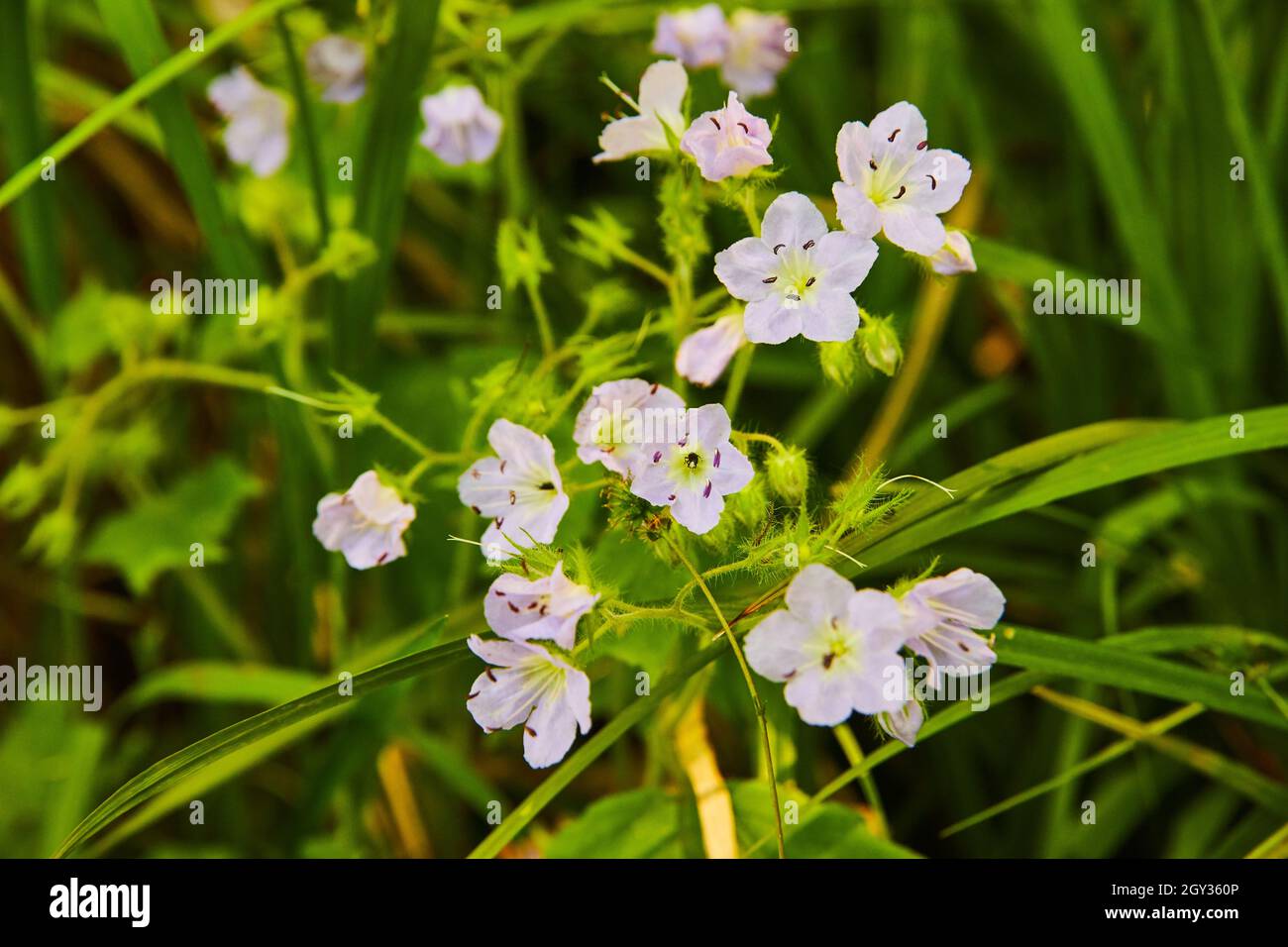 Spring white flowers up close with greenery Stock Photo - Alamy