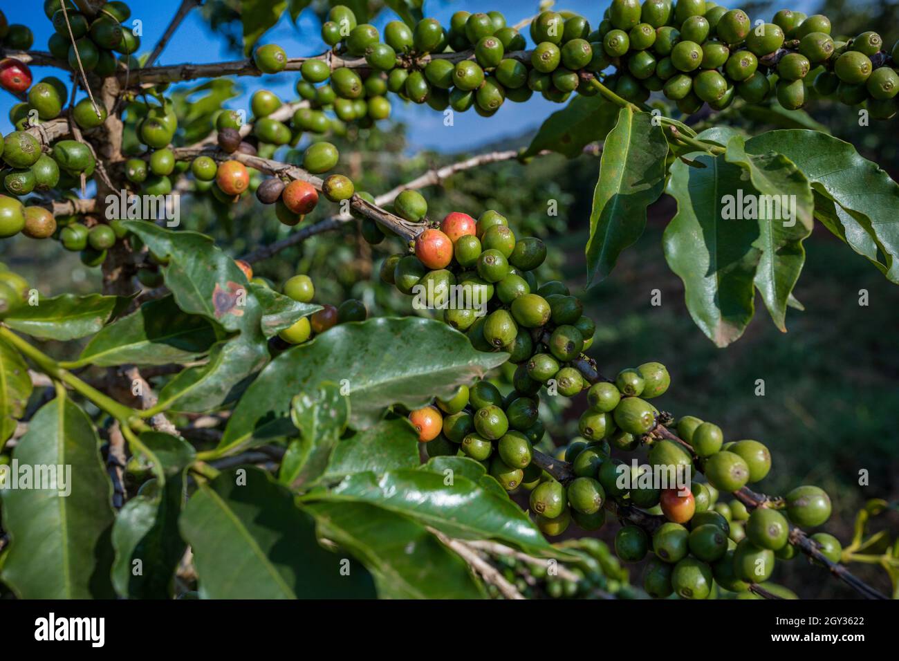 Coffee Beans Tree Farm At Ruiru Kiambu County In Kenya Stock Photo - Alamy