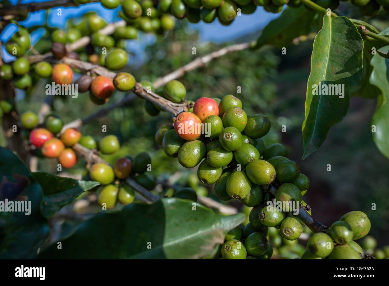 Coffee Beans Tree Farm At Ruiru Kiambu County In Kenya Stock Photo - Alamy