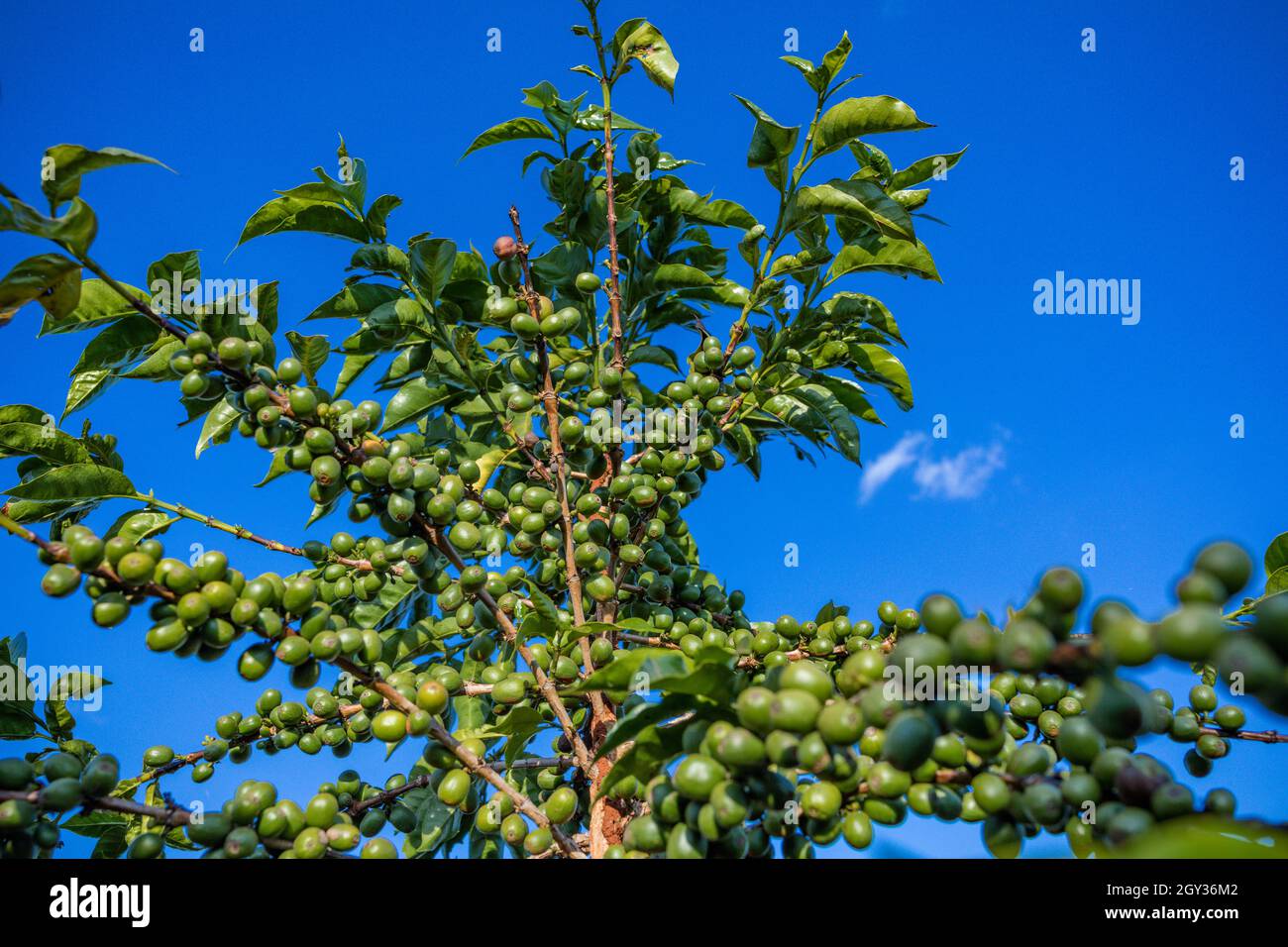 Coffee Beans Tree Farm At Ruiru Kiambu County In Kenya Stock Photo - Alamy