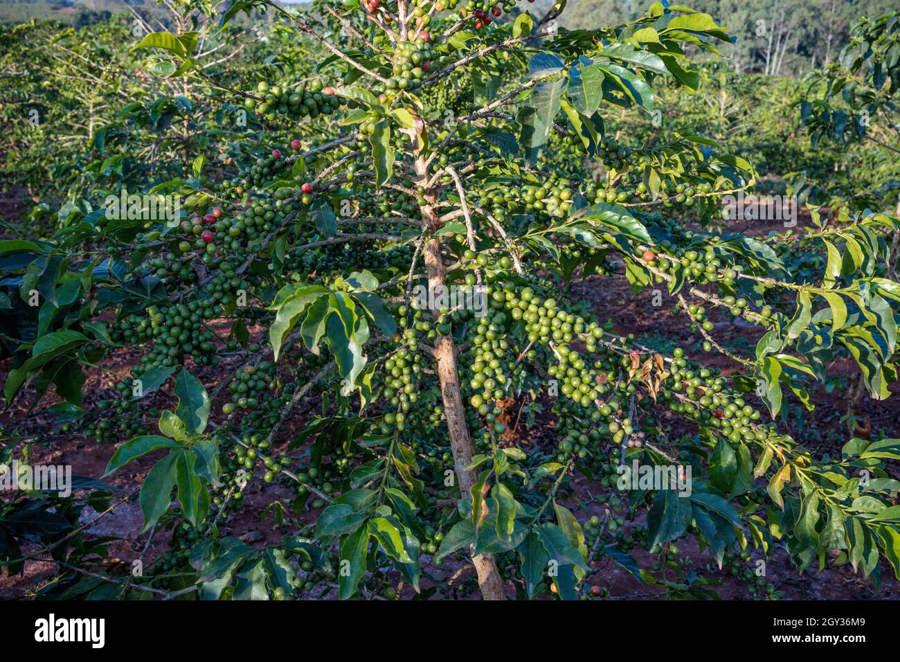 Coffee Beans Tree Farm At Ruiru Kiambu County In Kenya Stock Photo - Alamy
