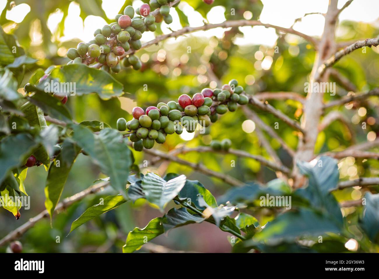 Coffee Beans Tree Farm At Ruiru Kiambu County In Kenya Stock Photo - Alamy