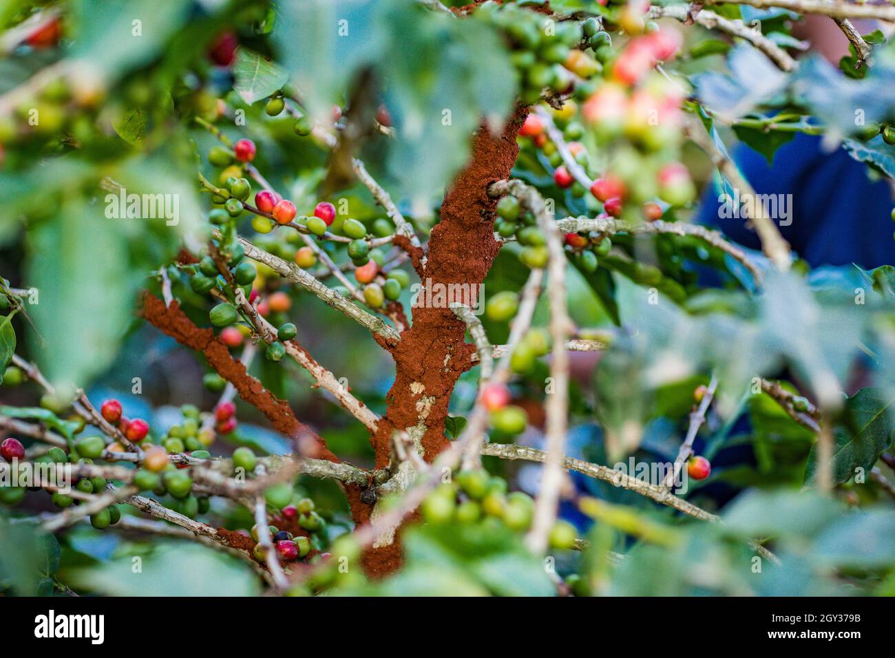Coffee Beans Tree Farm At Ruiru Kiambu County In Kenya Stock Photo - Alamy