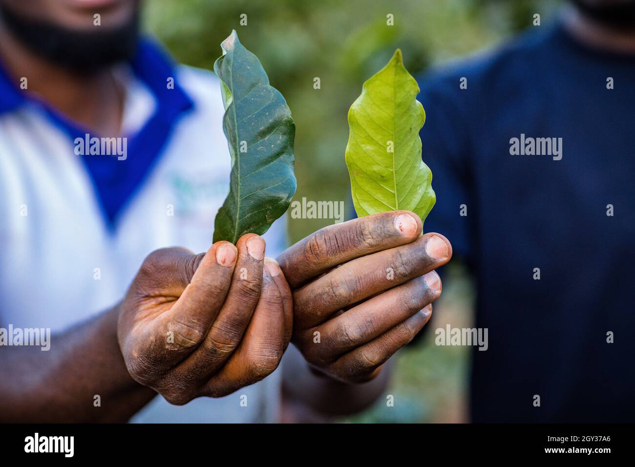 Coffee Beans Tree Farm At Ruiru Kiambu County In Kenya Stock Photo - Alamy