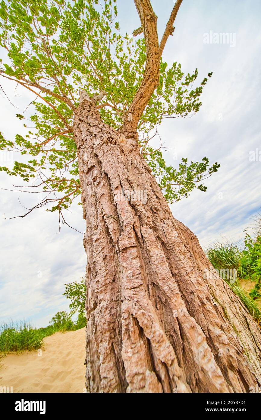 Detail f tree trunk bark looking up with sand dunes and grasses Stock ...