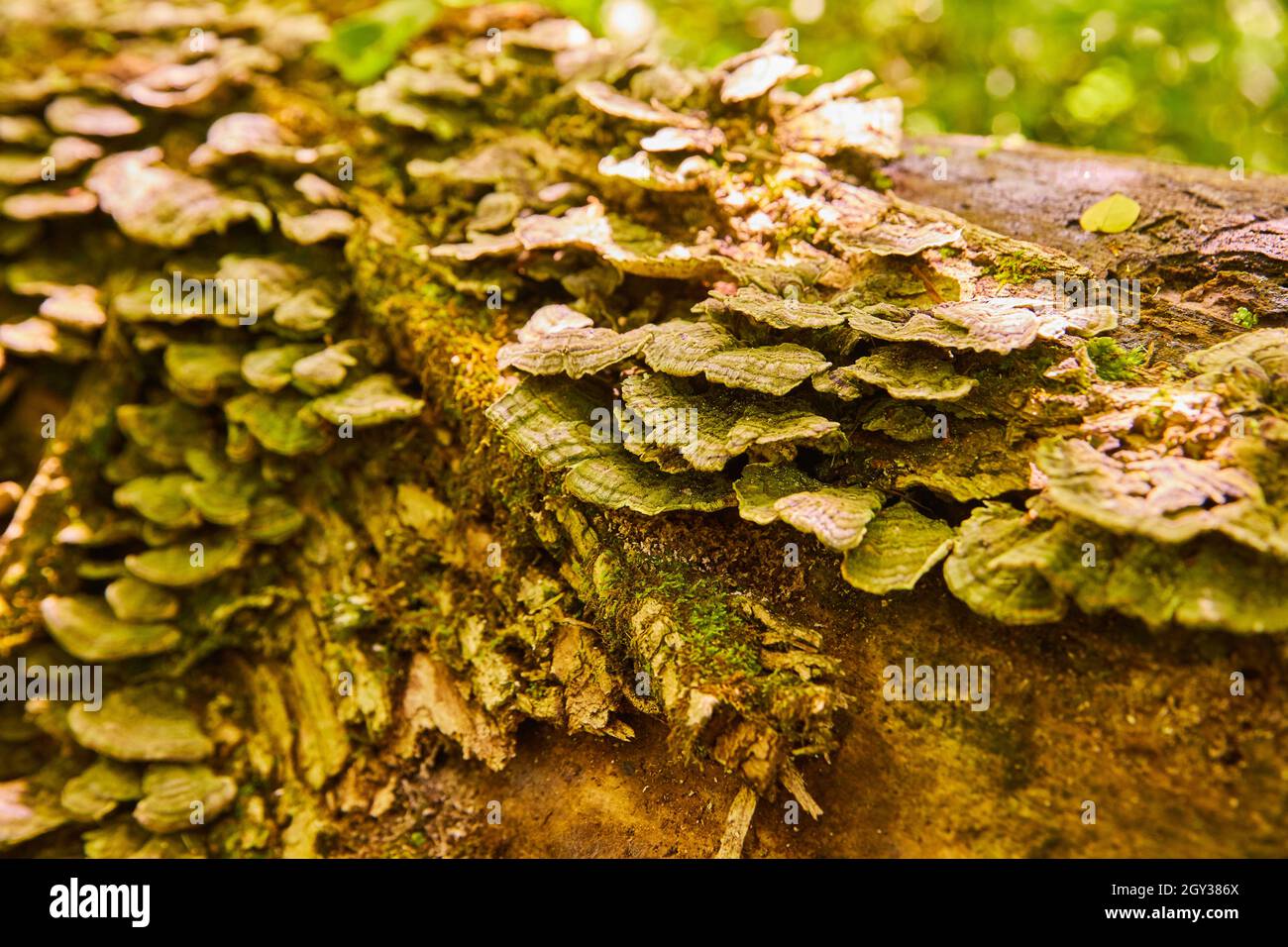 Macro detail of shelf fungus growing on tree trunk Stock Photo - Alamy