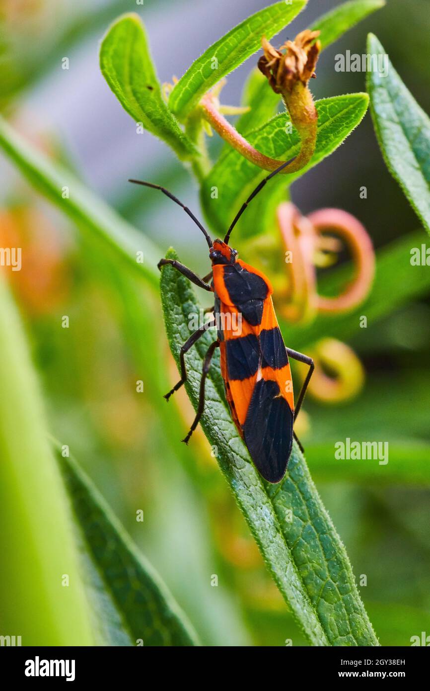 Milkweed seed bug up close clinging on green leaf Stock Photo - Alamy