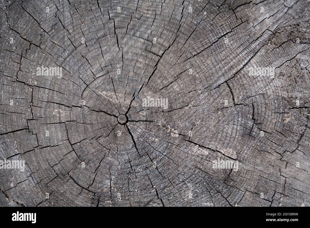 Pine heartwood hi-res stock photography and images - Alamy