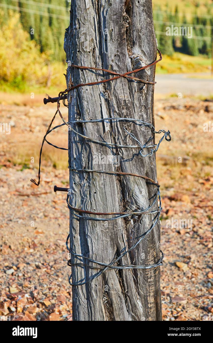 Wood tree trunk wrapped with metal wire against fall colors Stock Photo ...