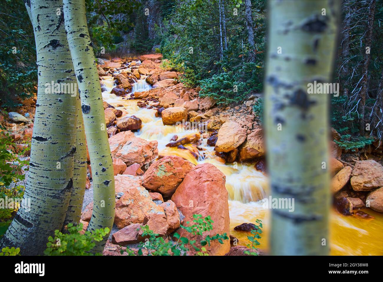 View between aspen trees of colorful red rock river in the hills Stock ...