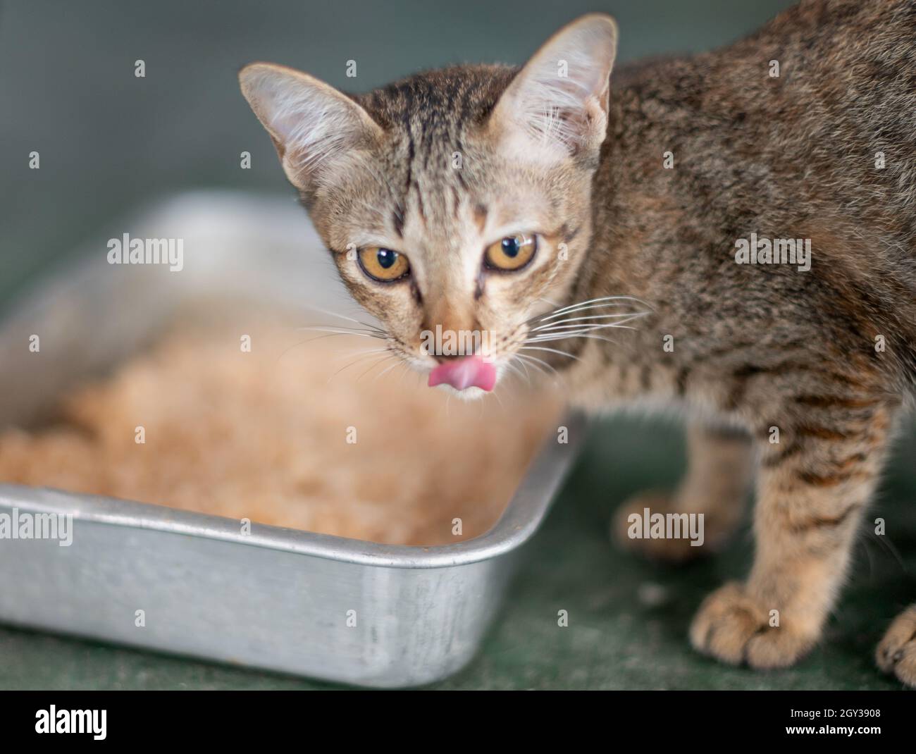 Big cats dinner hi-res stock photography and images - Alamy