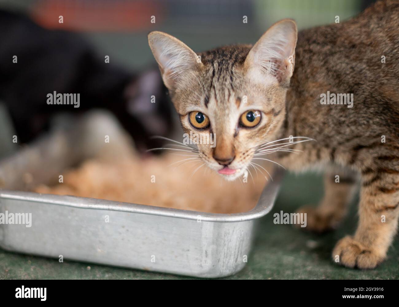 Tubby tabby hi-res stock photography and images - Alamy