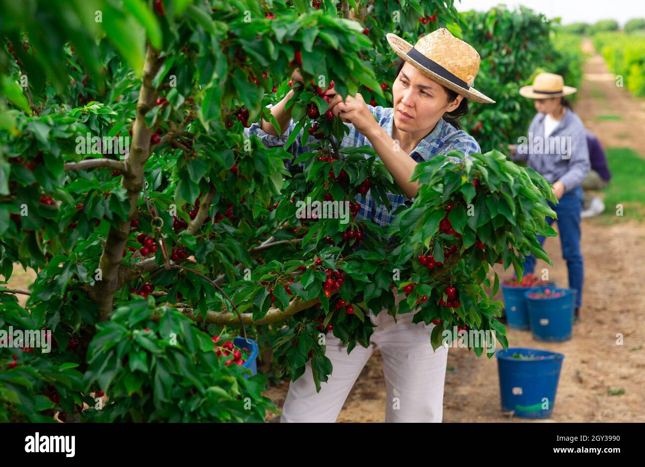 Berry picking buckets hi-res stock photography and images - Alamy