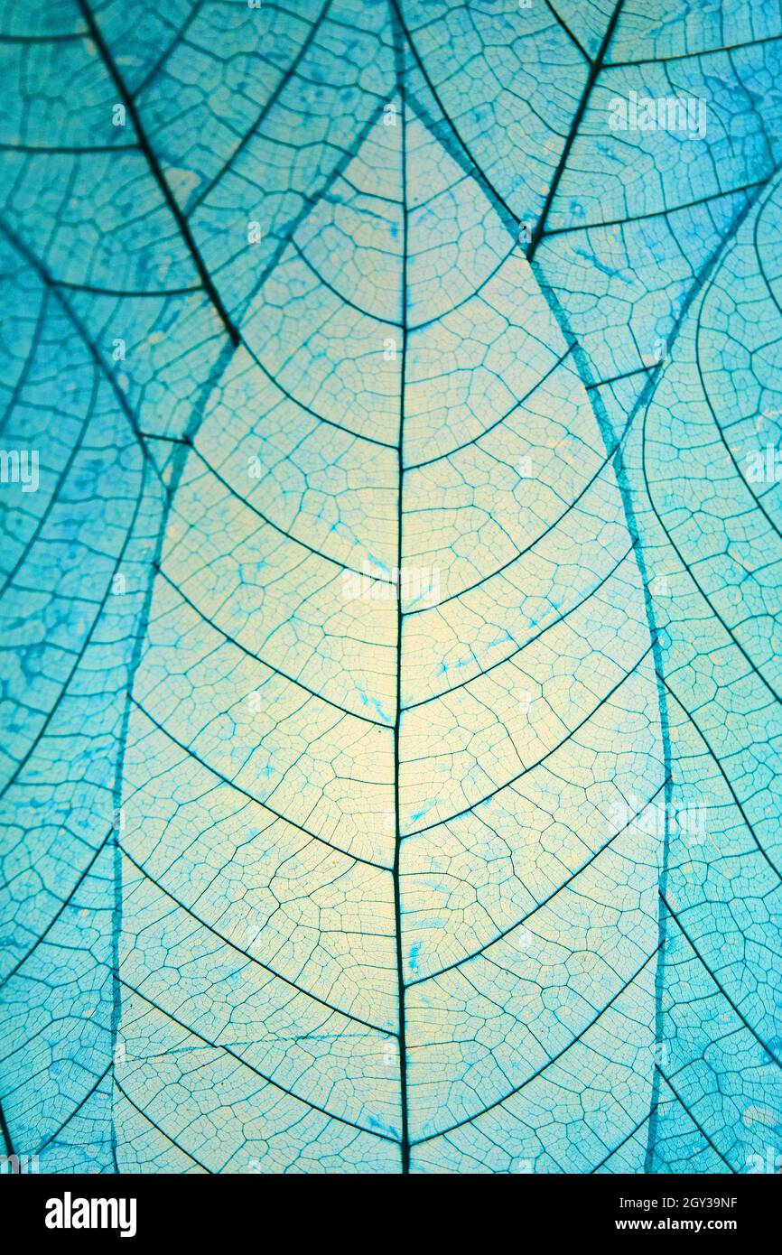 Blue colorful leaves with veins Stock Photo - Alamy