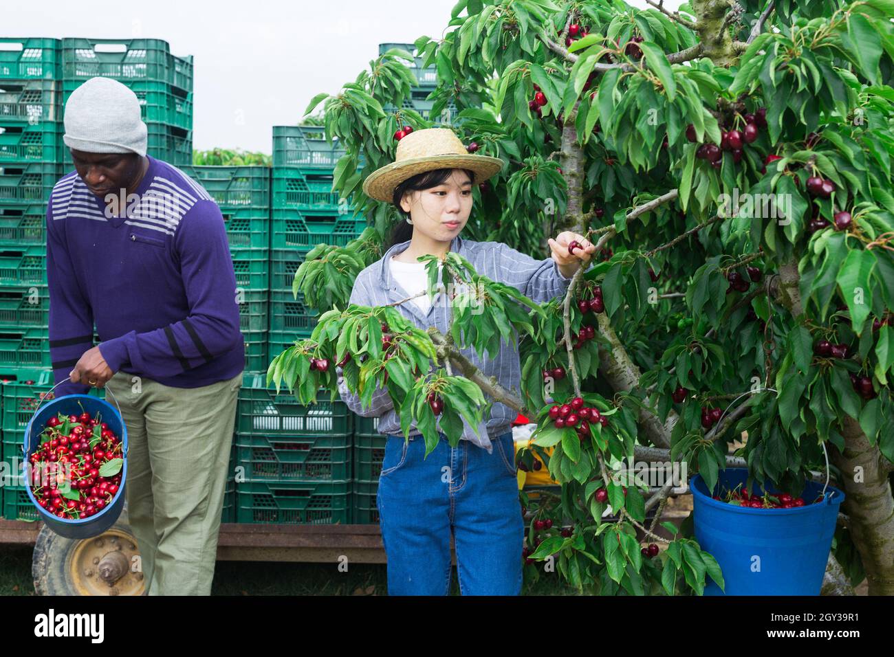 Woman picking ripe cherry hi-res stock photography and images - Alamy